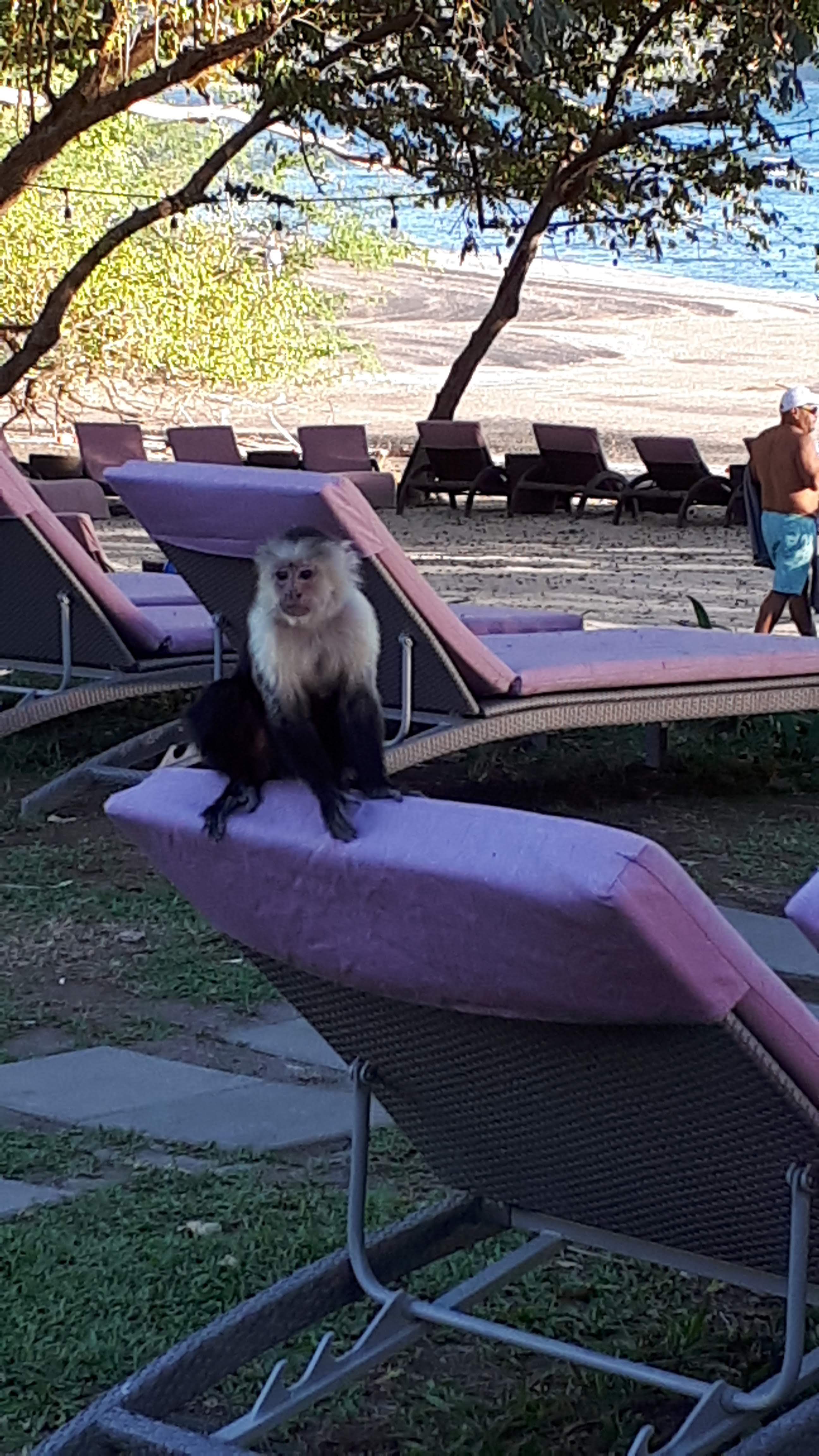 Travelling to Costa Rica? – The Gluten Free Pug Lover